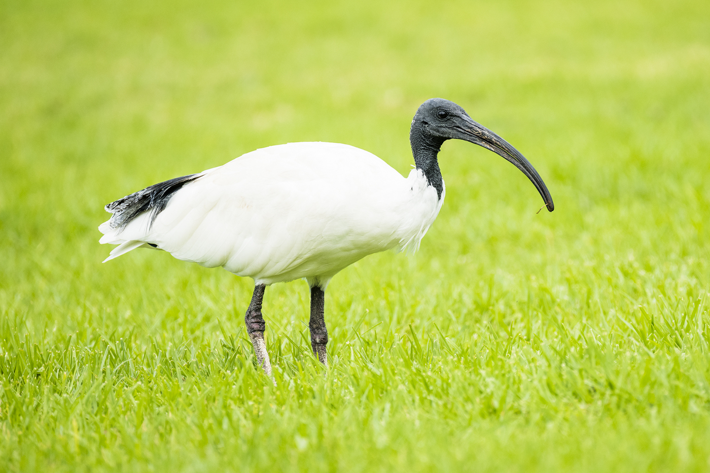 Bunte Vögel aus Australien - Tierfotografie - Fotoworkshops - Christoph ...