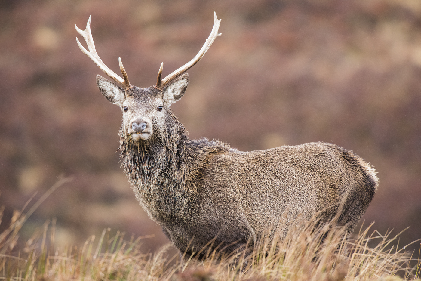 Die Hirsche der Highlands - Tierfotografie - Fotoworkshops - Christoph ...