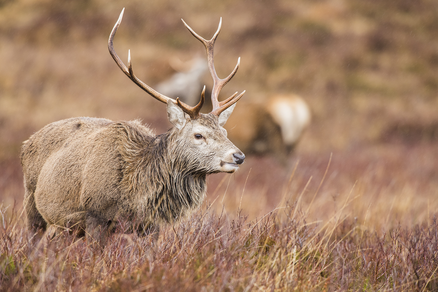Die Hirsche der Highlands - Tierfotografie - Fotoworkshops - Christoph ...