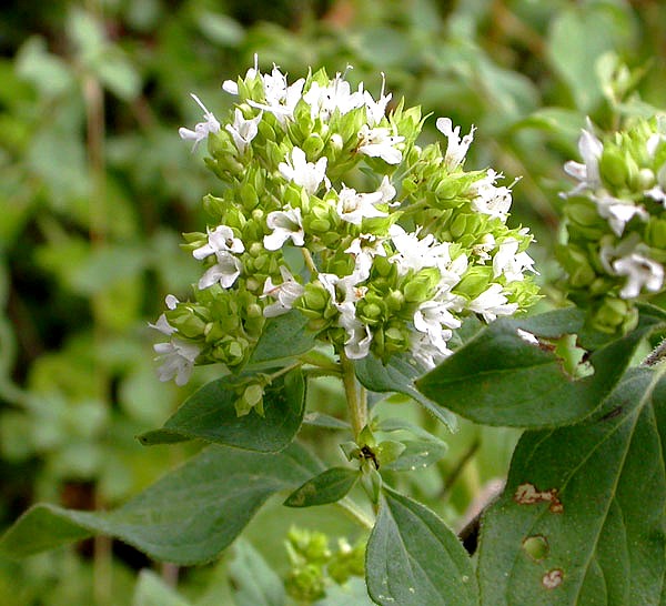 Huile essentielle d'Origan vert - Producteurs d'huiles essentielles bio ...