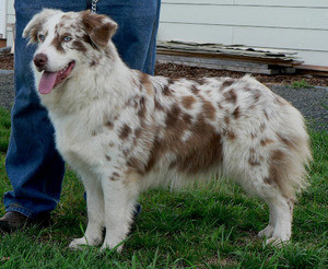 Les couleurs de robe chez l'australien - Allées Brumeuses