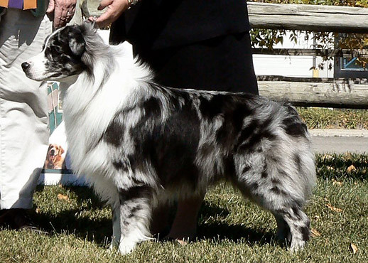 Les couleurs de robe chez l'australien - Allées Brumeuses