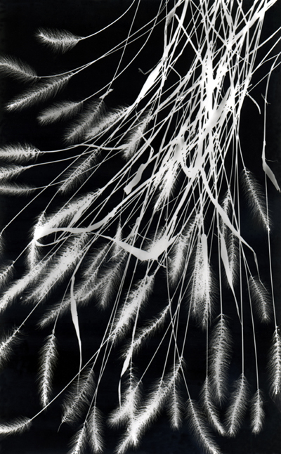 Photogramme - Marie-Fa Lazzari / Photographe