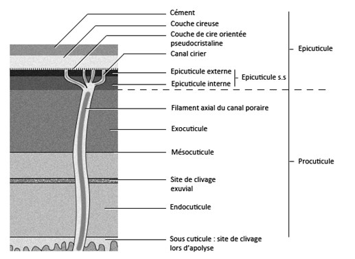 2. Morphologie et plan d'organisation - entomoLOGIC
