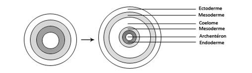 2. Morphologie et plan d'organisation - entomoLOGIC