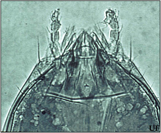 Protoures - entomoLOGIC