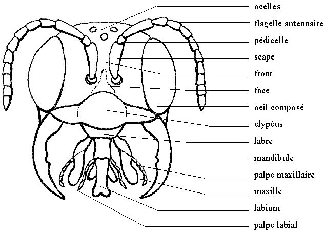 Un Mandibulate - entomoLOGIC