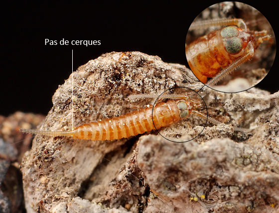 1. Informations générales - entomoLOGIC