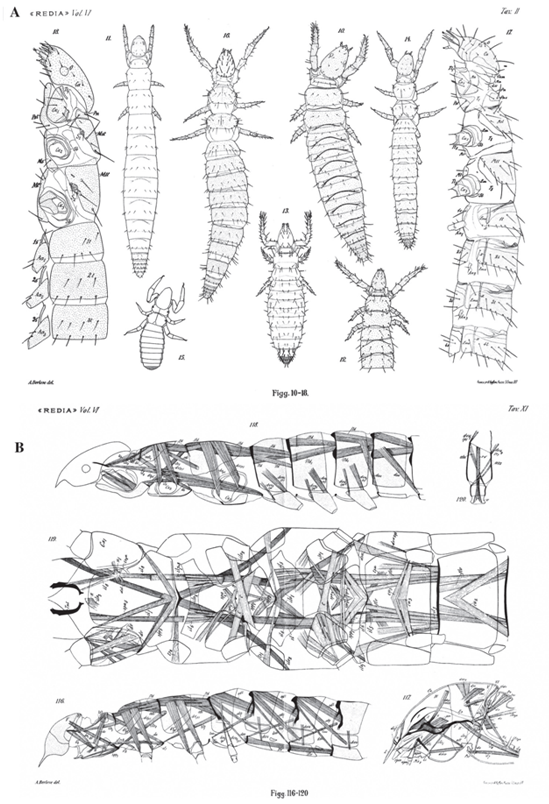 Protoures - entomoLOGIC