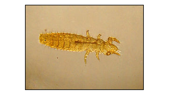 Protoures - entomoLOGIC