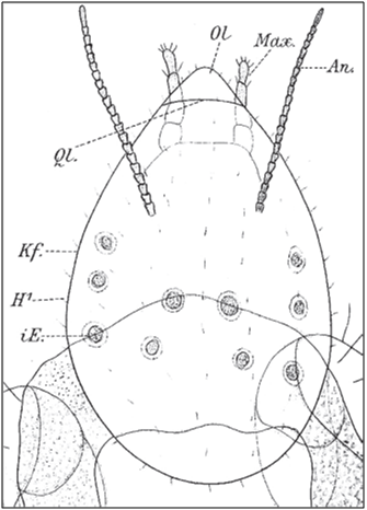 Protoures - entomoLOGIC