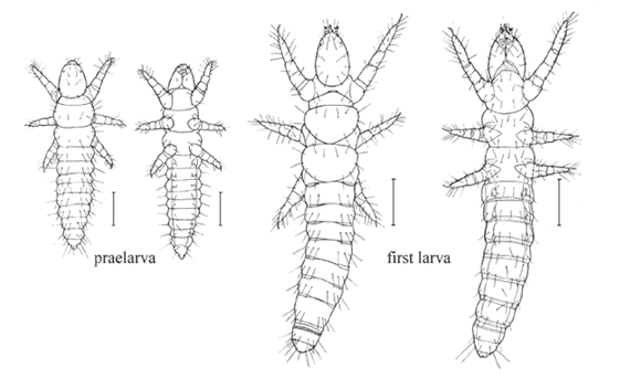 Protoures - entomoLOGIC