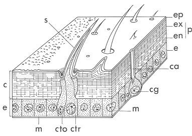 Un Cuticulate - entomoLOGIC