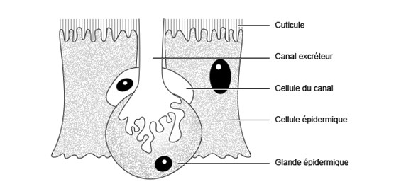 2. Morphologie et plan d'organisation - entomoLOGIC