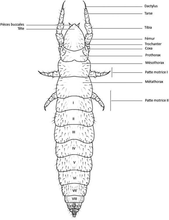 Protoures - entomoLOGIC