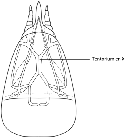 Protoures - entomoLOGIC