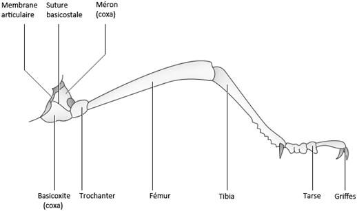 2. Morphologie et plan d'organisation - entomoLOGIC