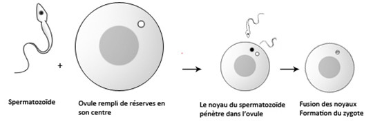 2. Morphologie et plan d'organisation - entomoLOGIC