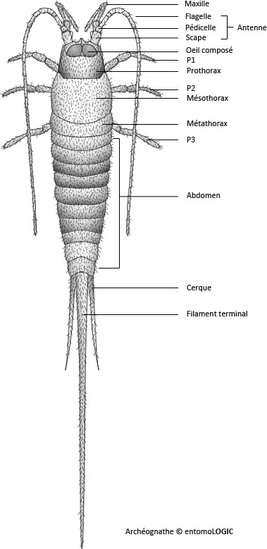 1. Informations générales - entomoLOGIC