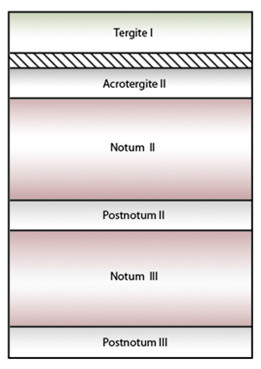 2. Morphologie et plan d'organisation - entomoLOGIC