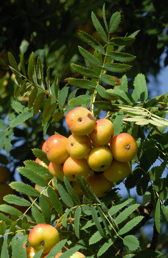 Les Eaux de vie et Liqueurs de la Cidrerie Pelletier - Distillerie ...