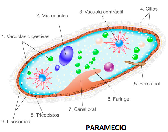 REINO PROTISTA - WEB ITIF - CENTROBIOLOGIA