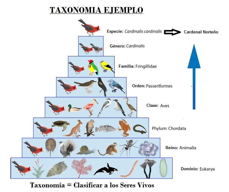 CLASIFICACIÓN TAXONOMICA - WEB ITIF - CENTROBIOLOGIA