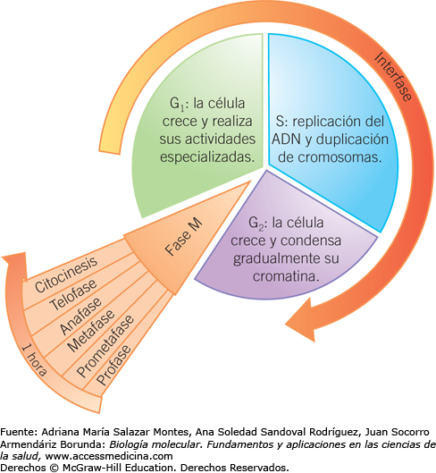 CICLO CELULAR - WEB ITIF - CENTROBIOLOGIA