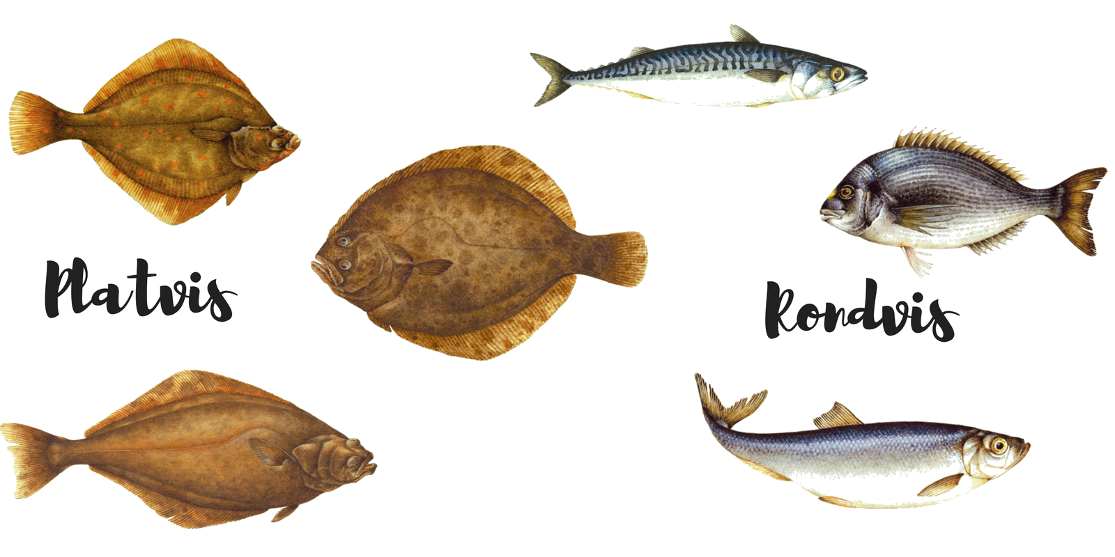 Platvis - Vishandel Zwaan