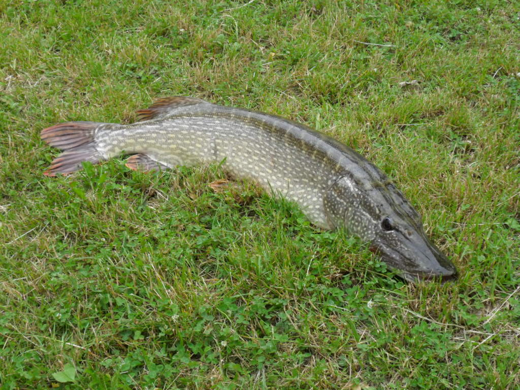 Fisch des Jahres 2016 - Der Hecht - Fischereiverein Geislingen und ...