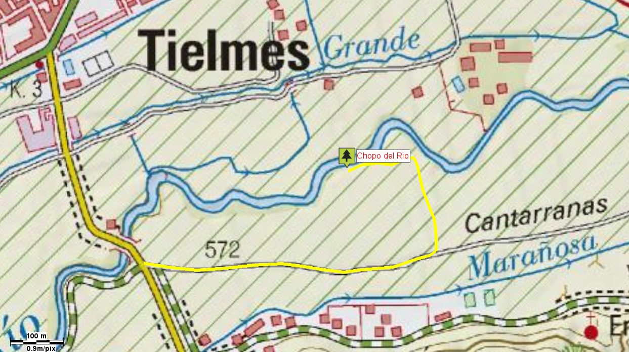 TIELMES - Árboles Singulares de la Comunidad de Madrd