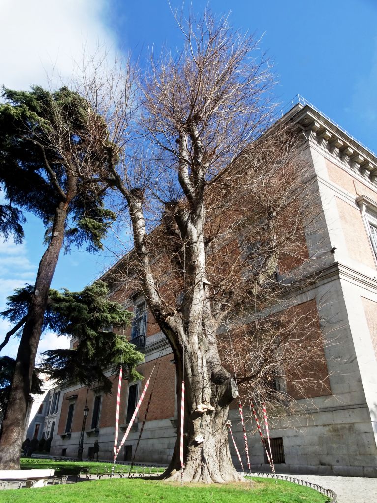 MADRID - Árboles Singulares de la Comunidad de Madrd