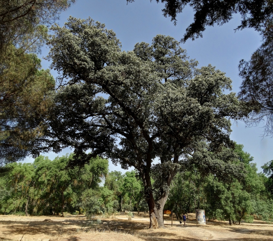 MADRID - Árboles Singulares de la Comunidad de Madrd