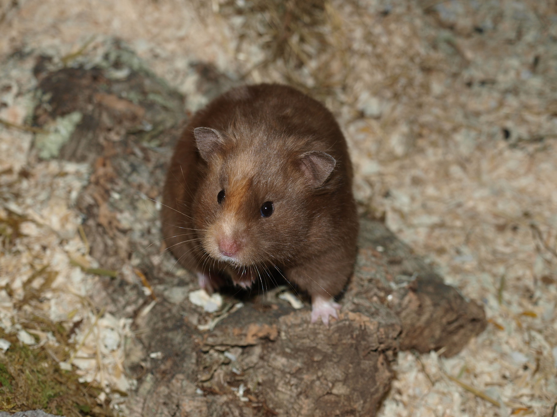 Willkommen... - Hamsterbacken.com