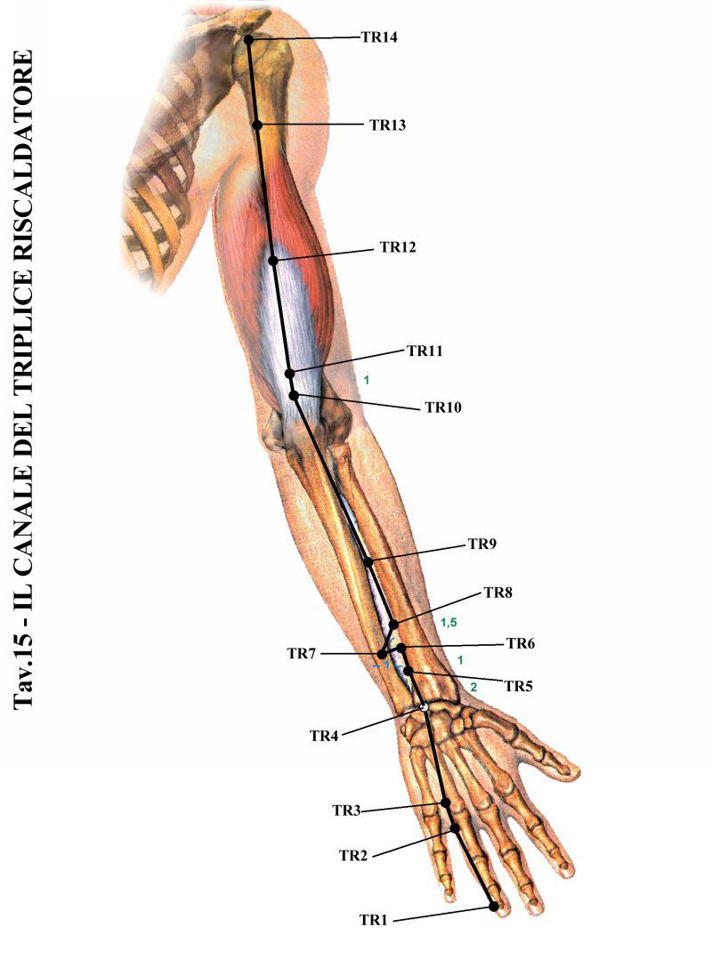 I meridiani energetici e i 5 elementi - radiestesia-radionica-reiki ...