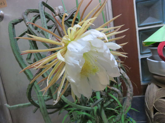 花サボテンの部屋 - tephrocactus ページ! 花サボテンの部屋 - tephrocactus ページ!