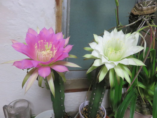 花サボテンの部屋 - tephrocactus ページ! 花サボテンの部屋 - tephrocactus ページ!