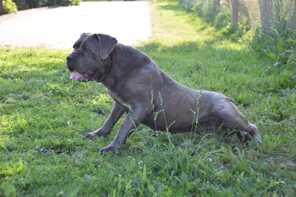 Rea Dei Molossi Dell Angra - Cane Corso Zucht Welpen Eroe per la vita