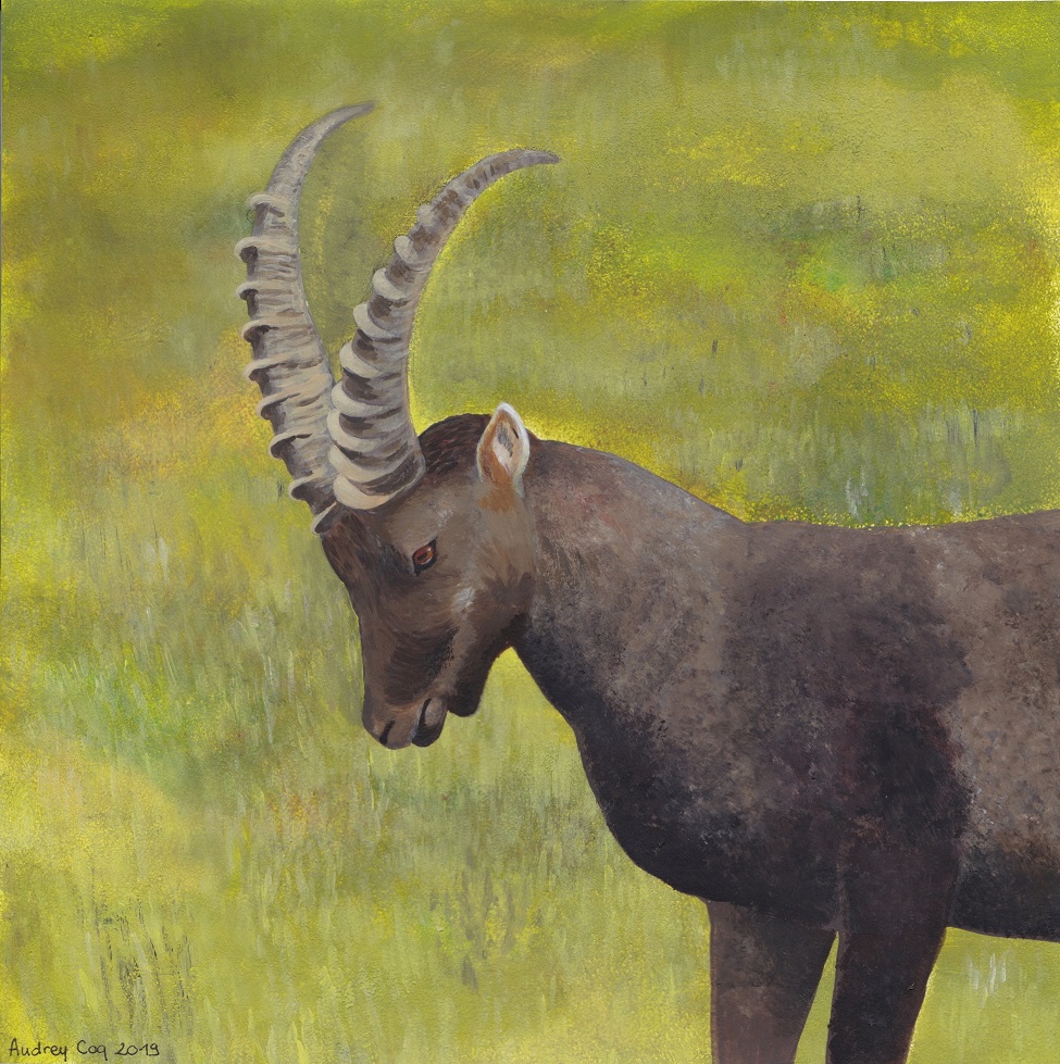 Autres animaux (Other animals) - Exploring nature & painting the outdoor!