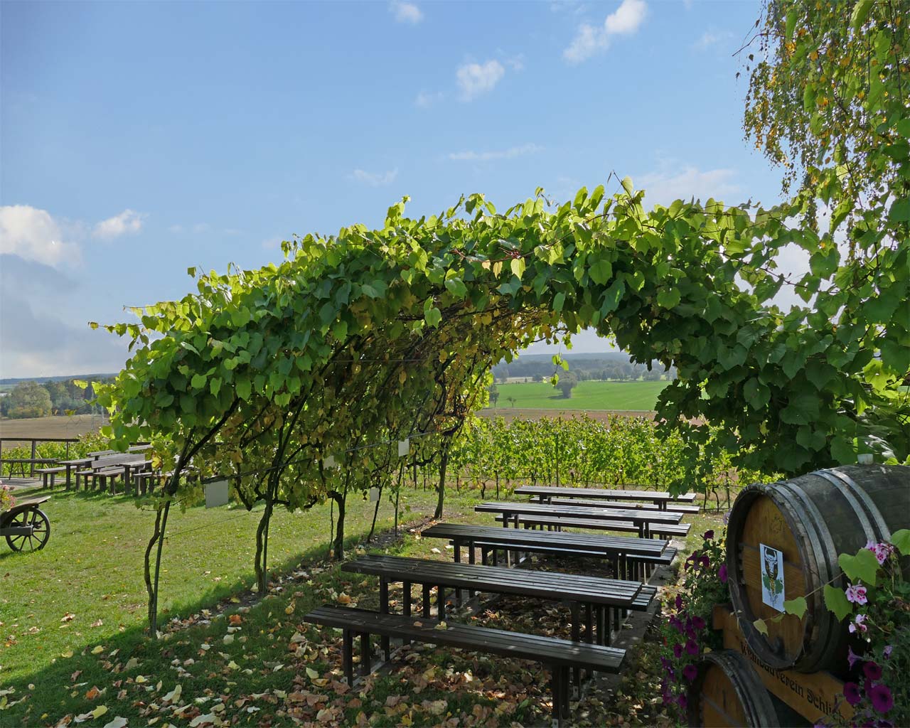 Wein aus Deutschland | Weinbauverein Schlieben - Lausitzer Wein Shop