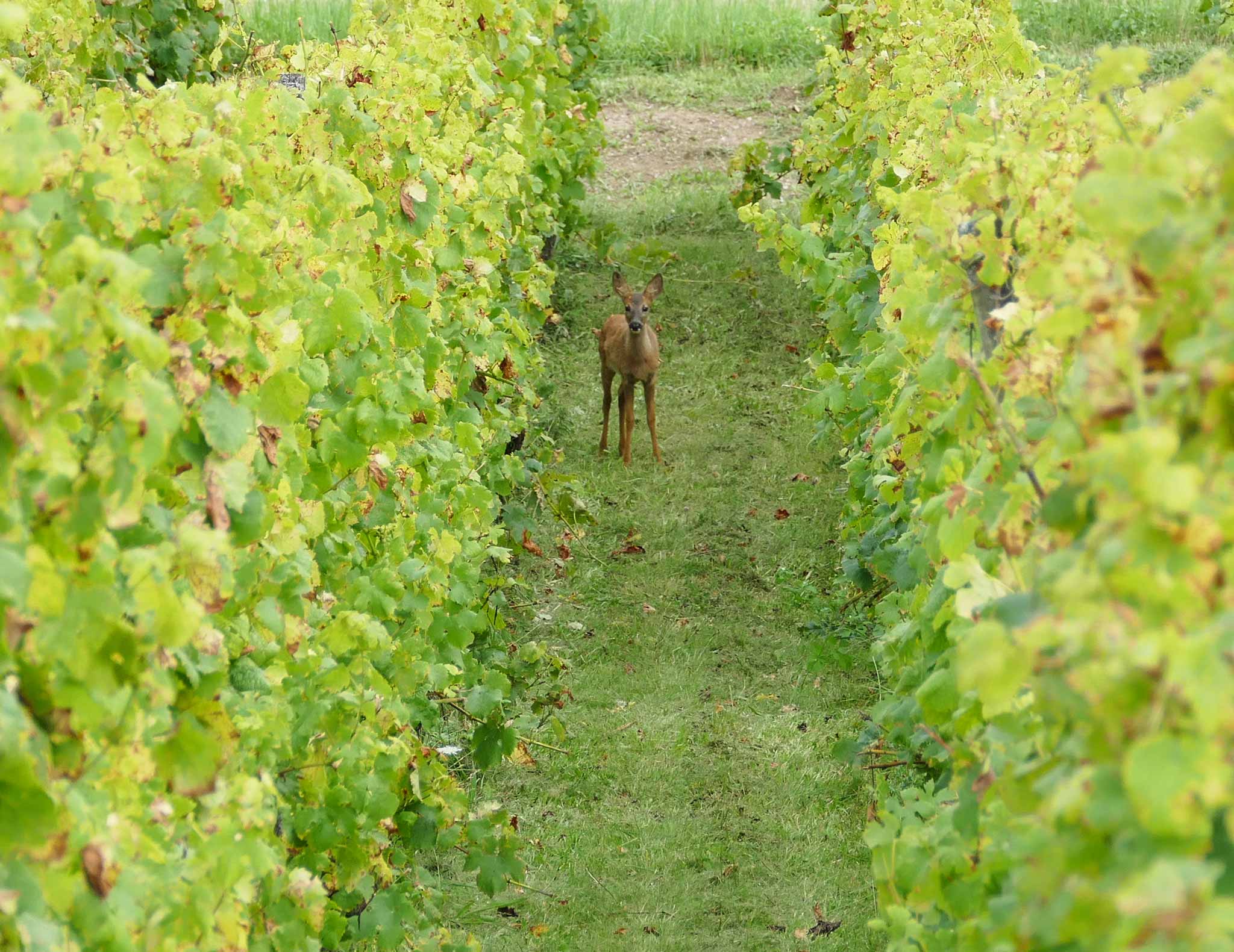 Brandenburger Winzer aus der Lausitz | alle Winzer auf einen Blick ...