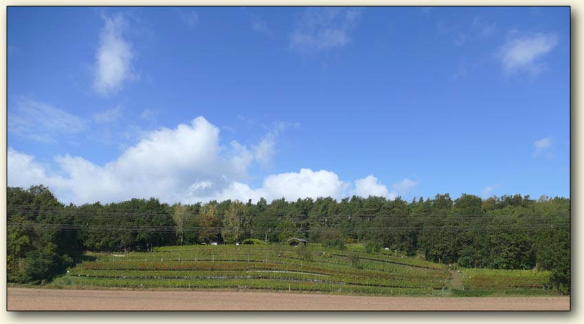 Wein aus Deutschland | Weinbauverein Schlieben - Lausitzer Wein Shop