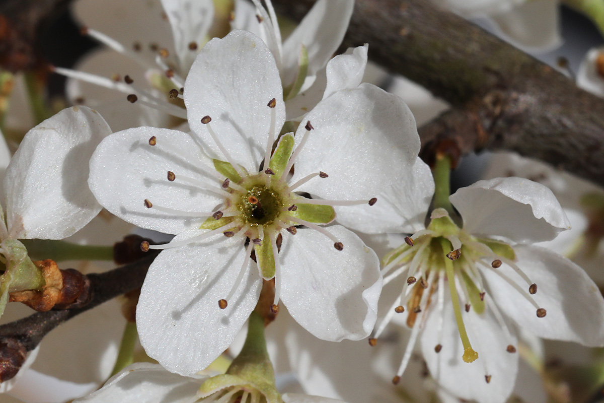 Bauernregeln und Lostage im April - Horner Internet Zeitung