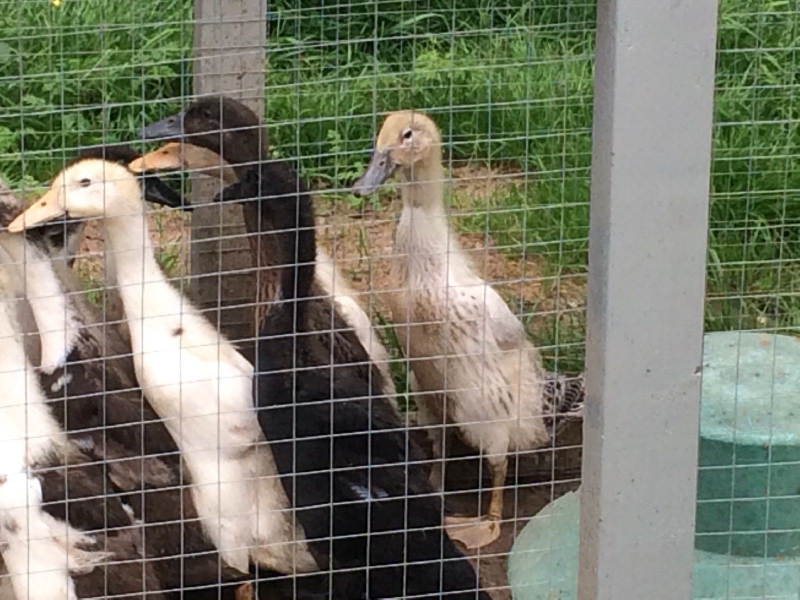 EBay successes - louki-farm