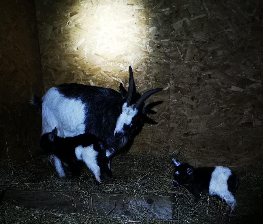 Yay baby goats - louki-farm