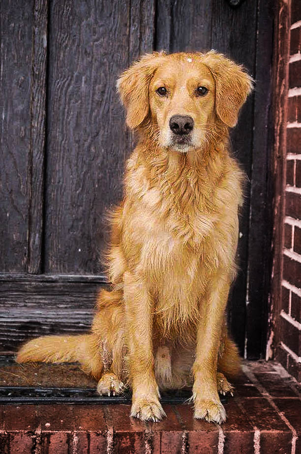 Der Golden Retriever - Colour of my Life Retriever