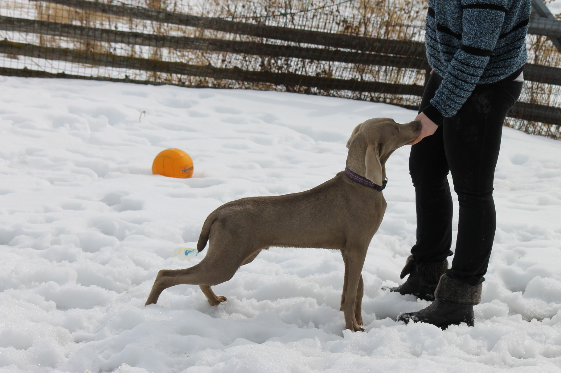 Available Dogs - Nimiq Weimaraners Longhair & Shorthair Versitile ...