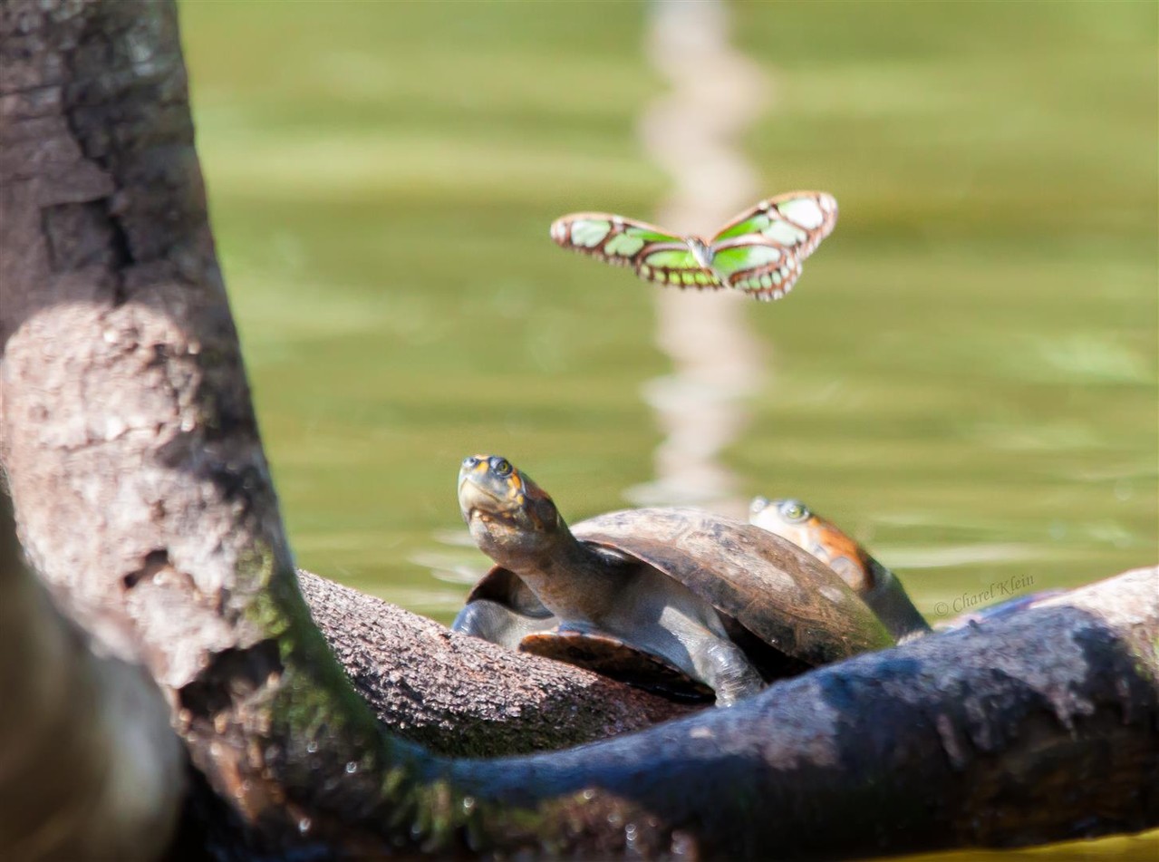 Turtles in Peru - Charel Klein Photography