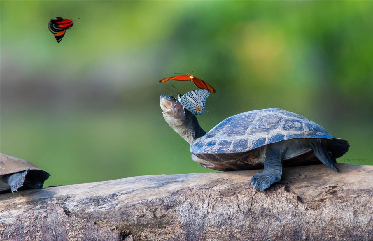 Turtles in Peru - Charel Klein Photography