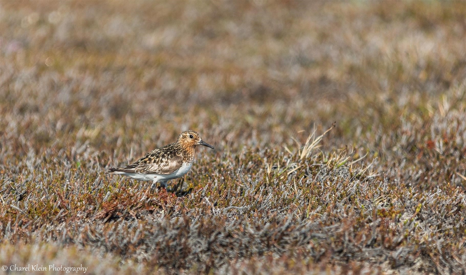 Karupelv Valley Project at Traill - Charel Klein Photography